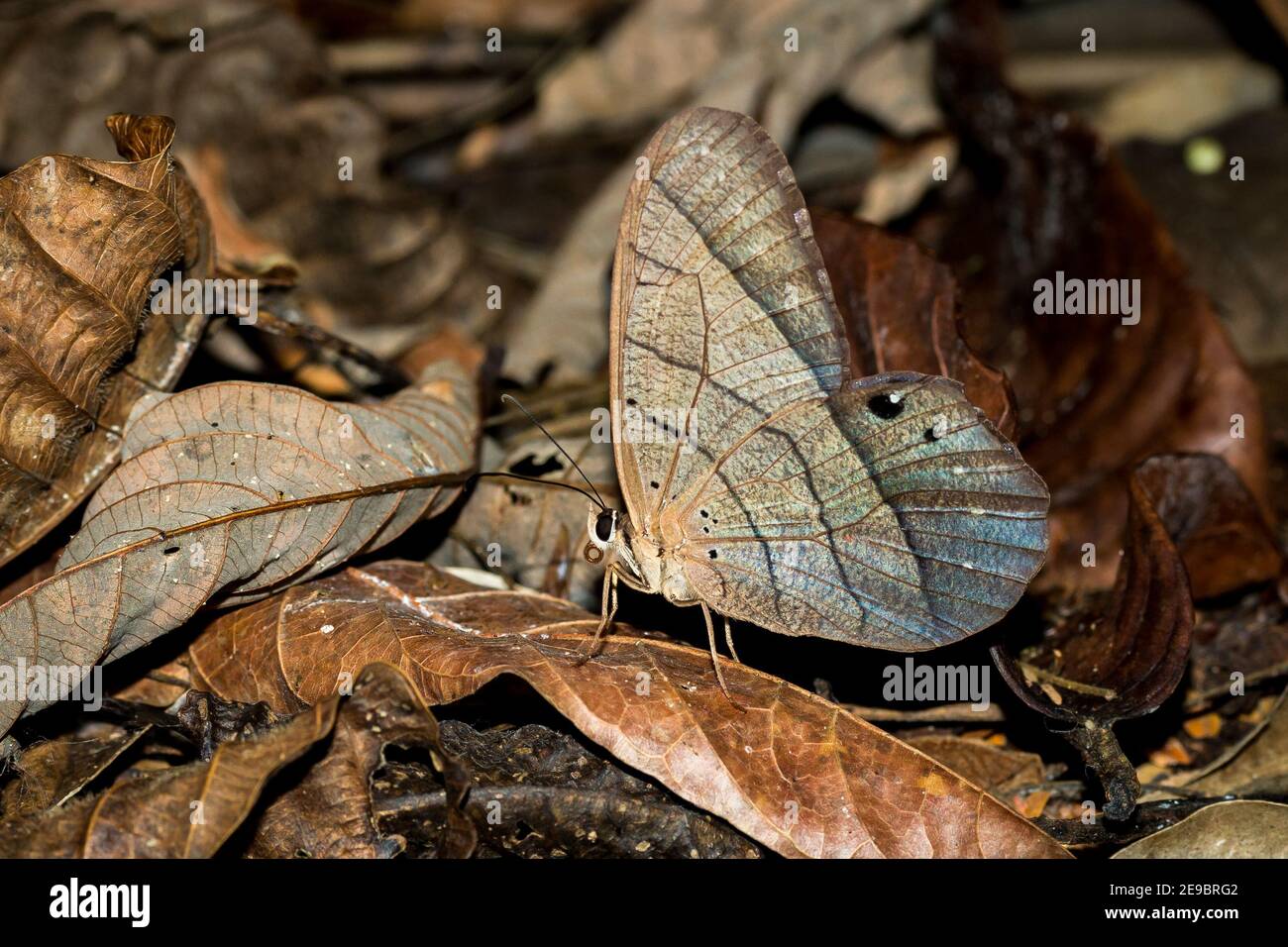 Satyr Butterflies High Resolution Stock Photography and Images - Alamy