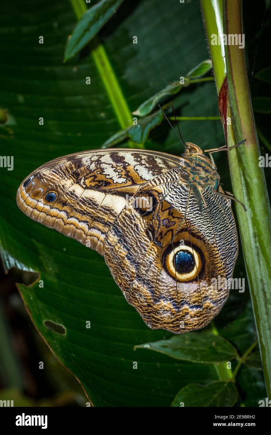 Caligo sp hi-res stock photography and images - Alamy