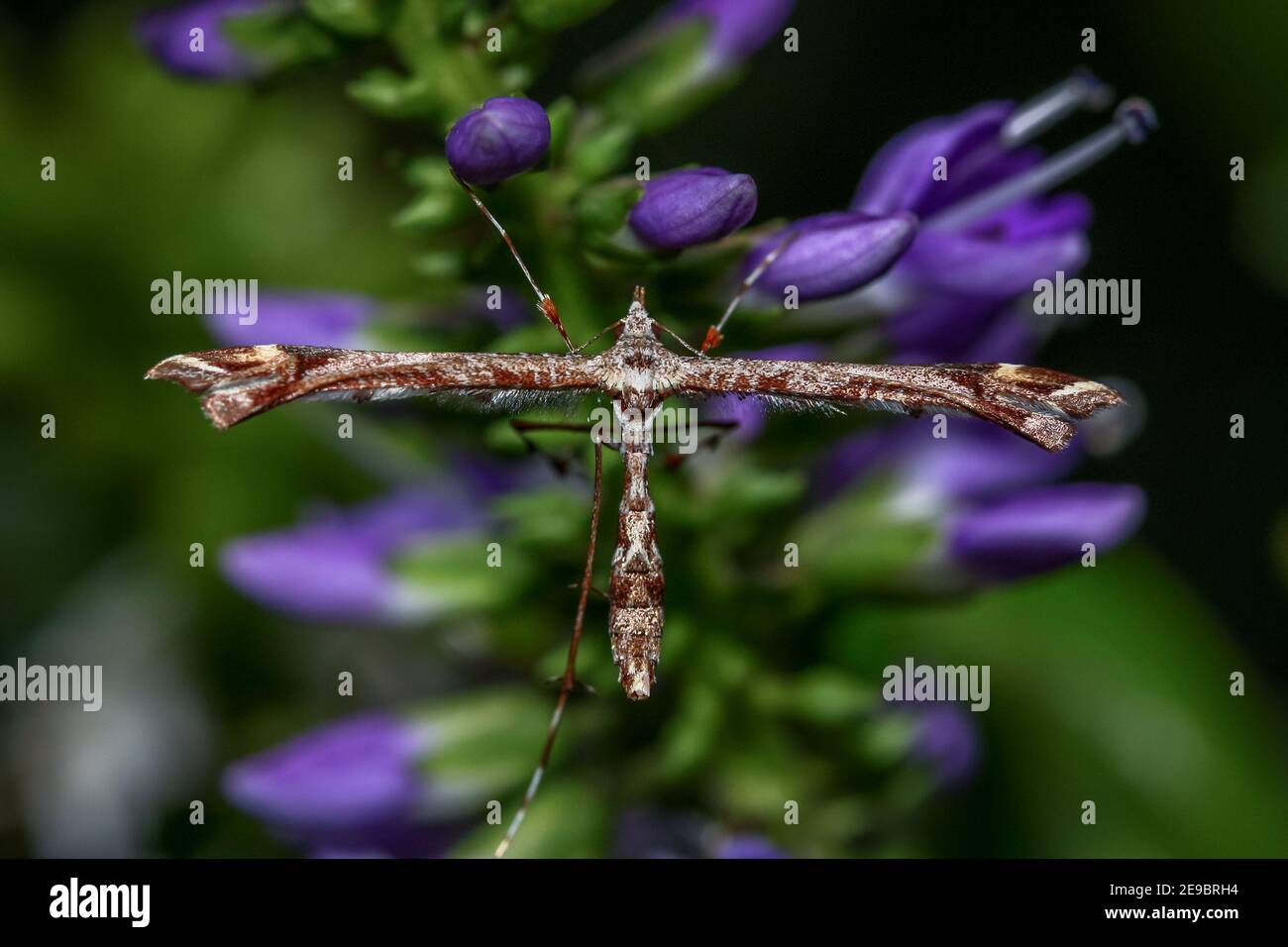 Common Plume Moth High Resolution Stock Photography and Images - Alamy