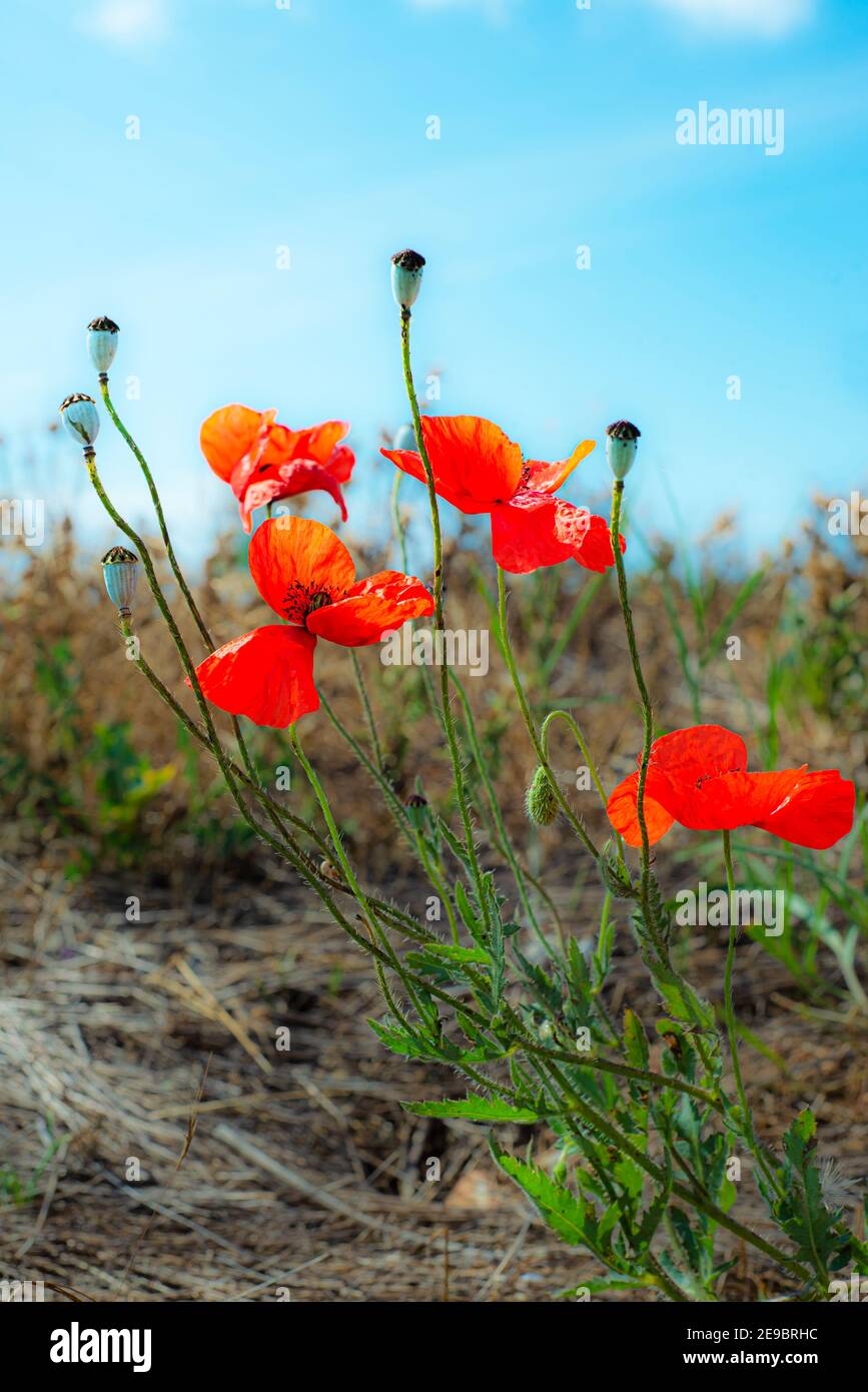 Scarlet poppies with buds and poppy capsules grow in the meadow against ...