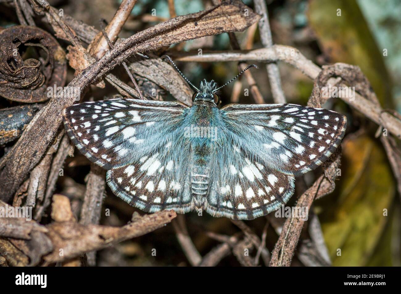 Checkered butterflies hi-res stock photography and images - Alamy