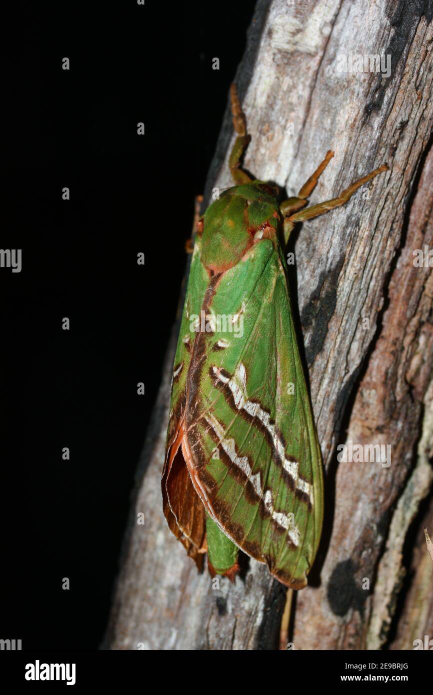 Ghost moth hi-res stock photography and images - Alamy