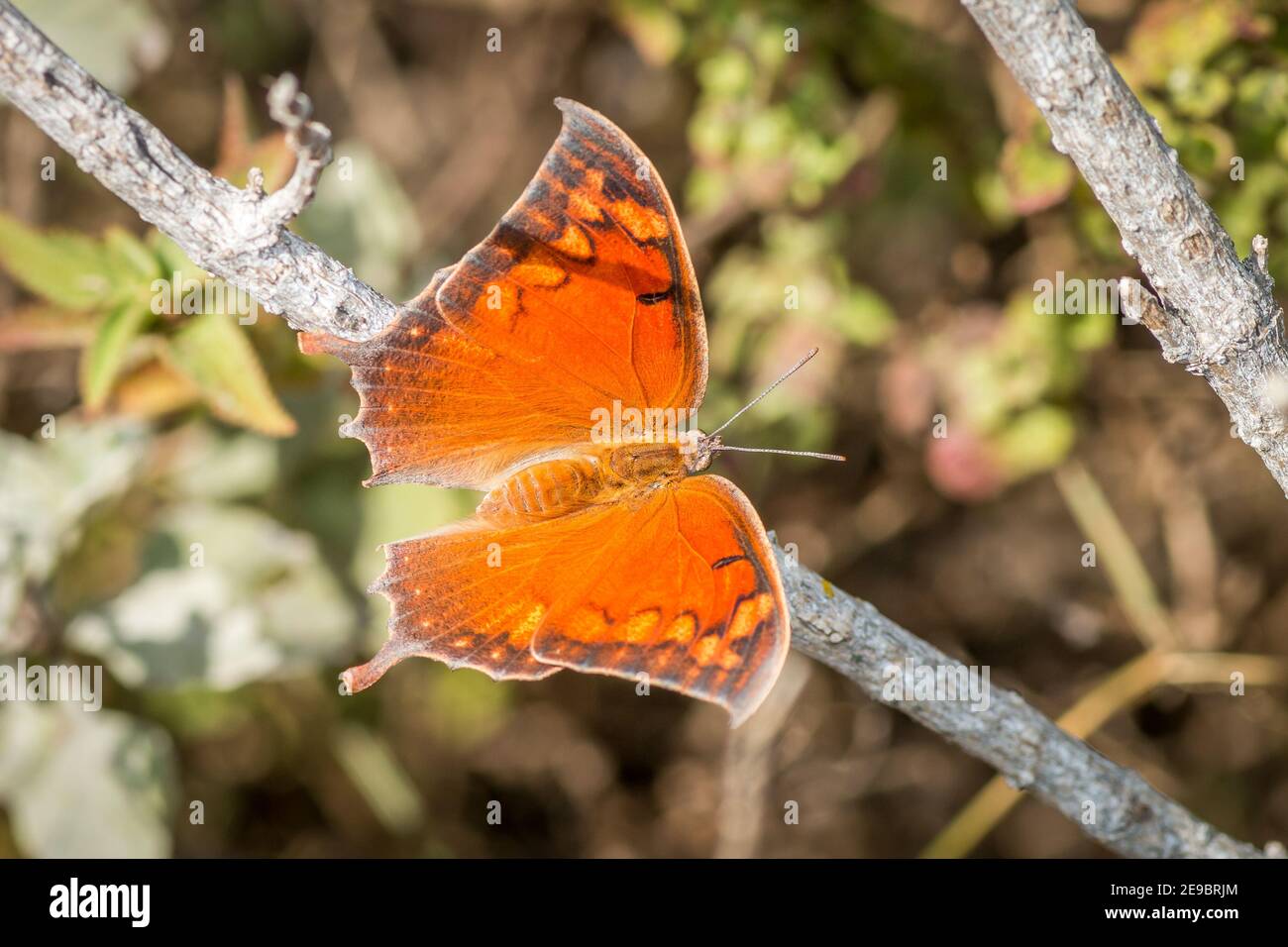 Leafwing butterflies hi-res stock photography and images - Alamy
