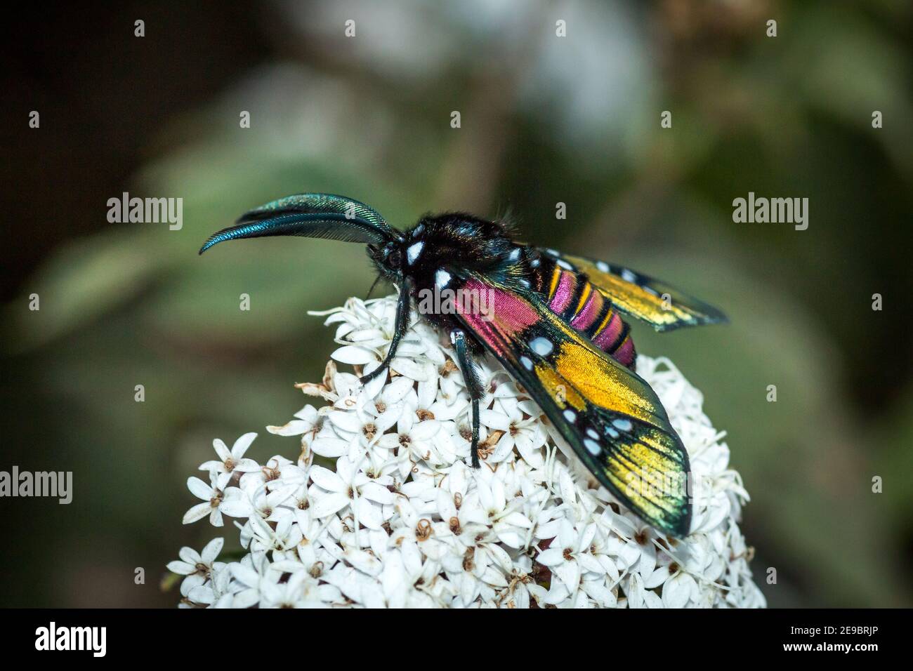 Sierra chincua hi-res stock photography and images - Alamy