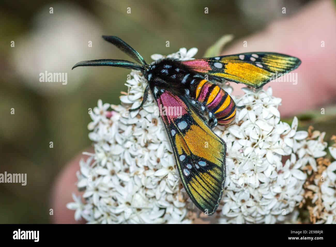 Principalis hi-res stock photography and images - Alamy