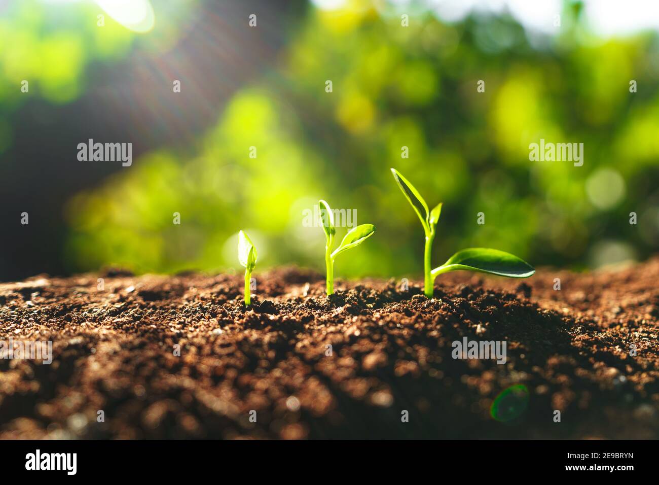 Young trees are growing in natural light,Three trees Stock Photo - Alamy
