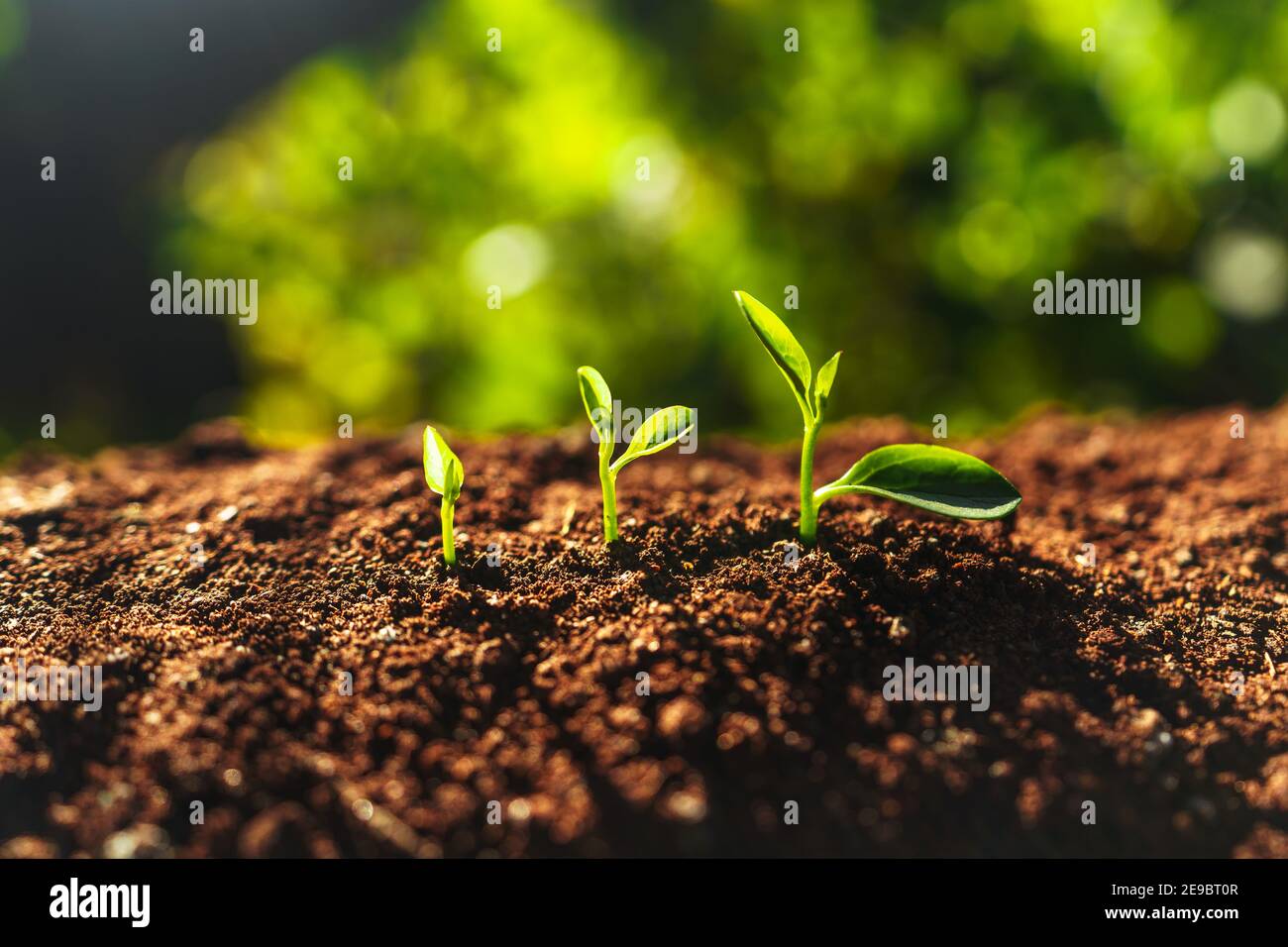 Young trees are growing in natural light,Three trees Stock Photo - Alamy