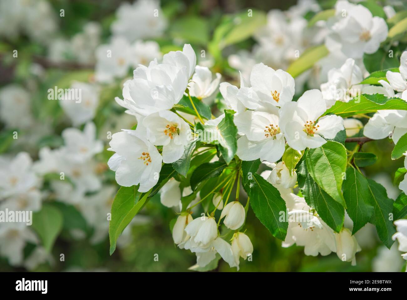 Blossoming apple tree brunch with white flowers on green background ...