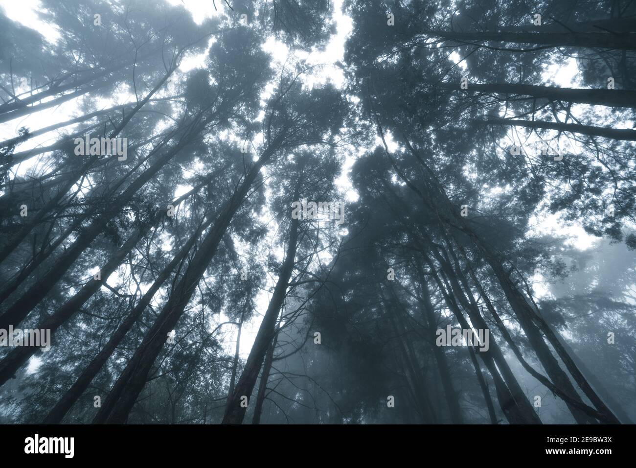 Misty forest,Fog and pine forest in the winter tropical forest,Fog and pine Stock Photo - Alamy