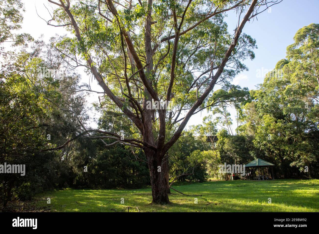 Eucalyptus botryoides, commonly known as the bangalay, bastard jarrah ...