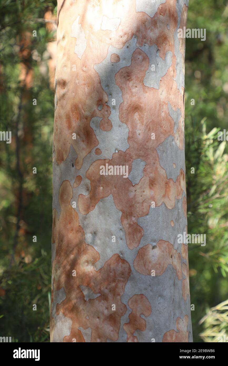 Smooth barked apple tree hi-res stock photography and images - Alamy