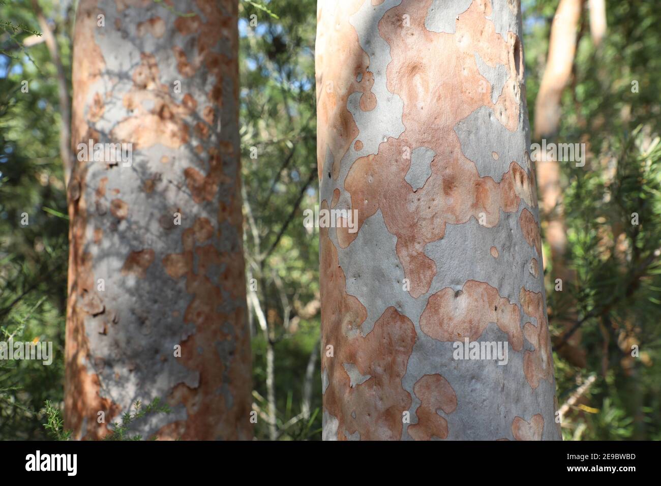 Angophora costata, commonly known as Sydney red gum or smooth-barked ...