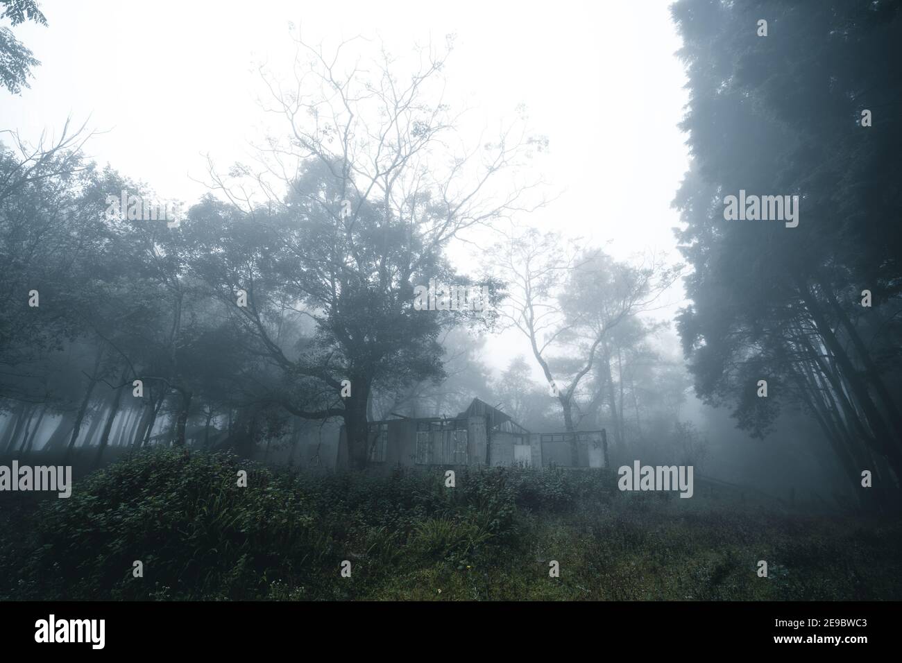 Misty forest,Fog and pine forest in the winter tropical forest,Fog and ...