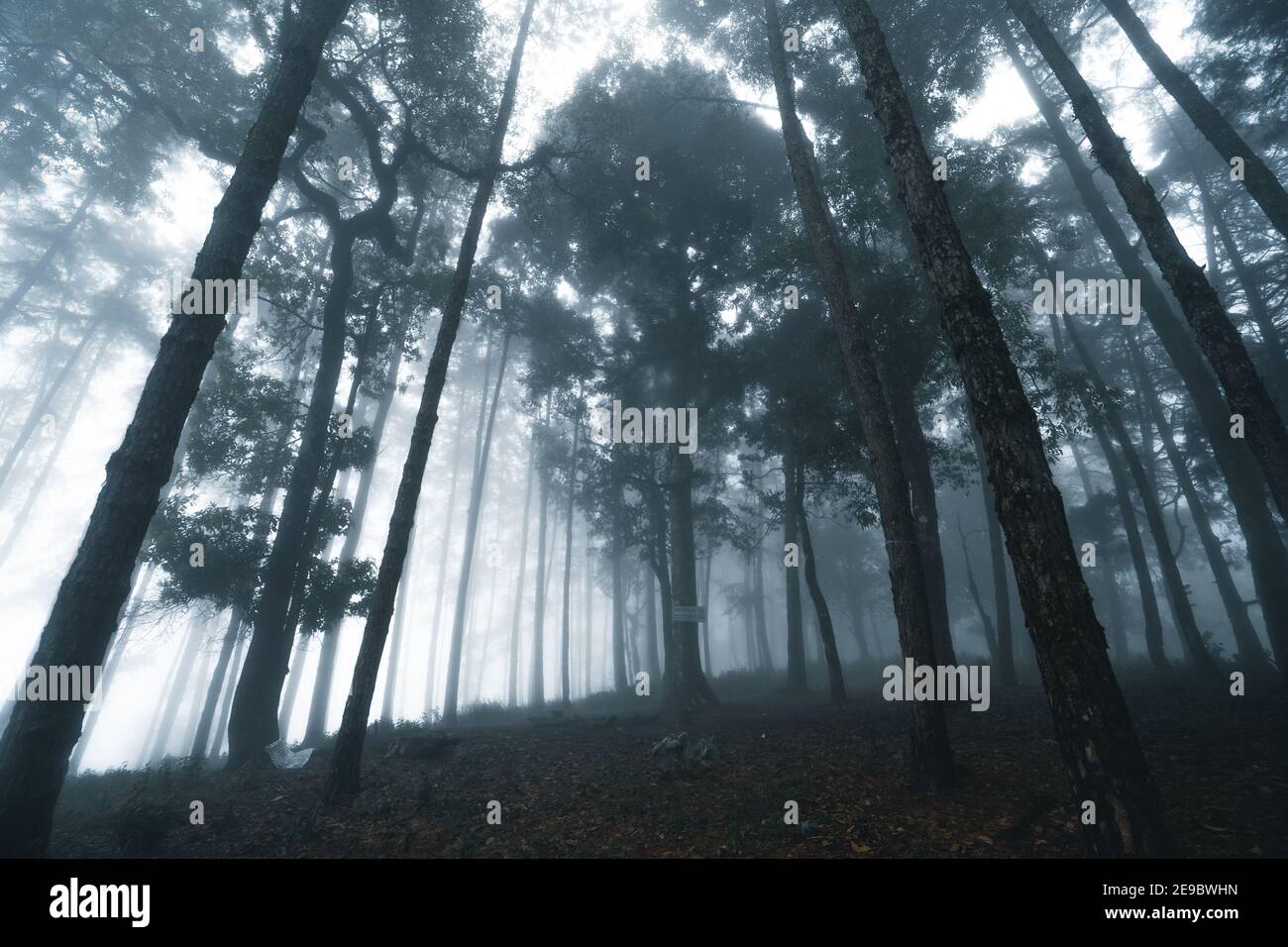 Misty forest,Fog and pine forest in the winter tropical forest,Fog and ...
