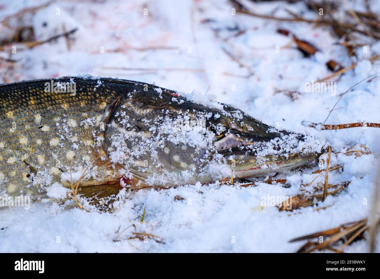 Pike scales closeup hi-res stock photography and images - Alamy