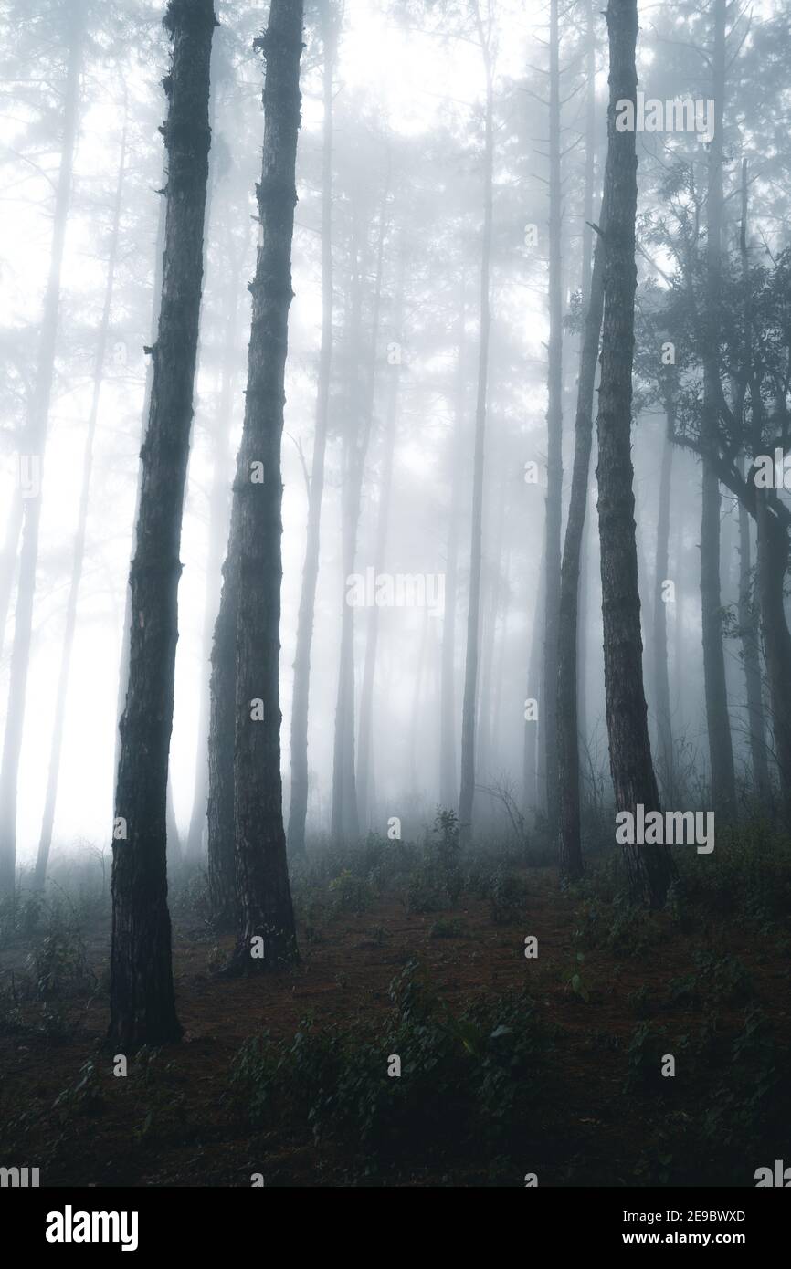 Misty forest,Fog and pine forest in the winter tropical forest,Fog and ...