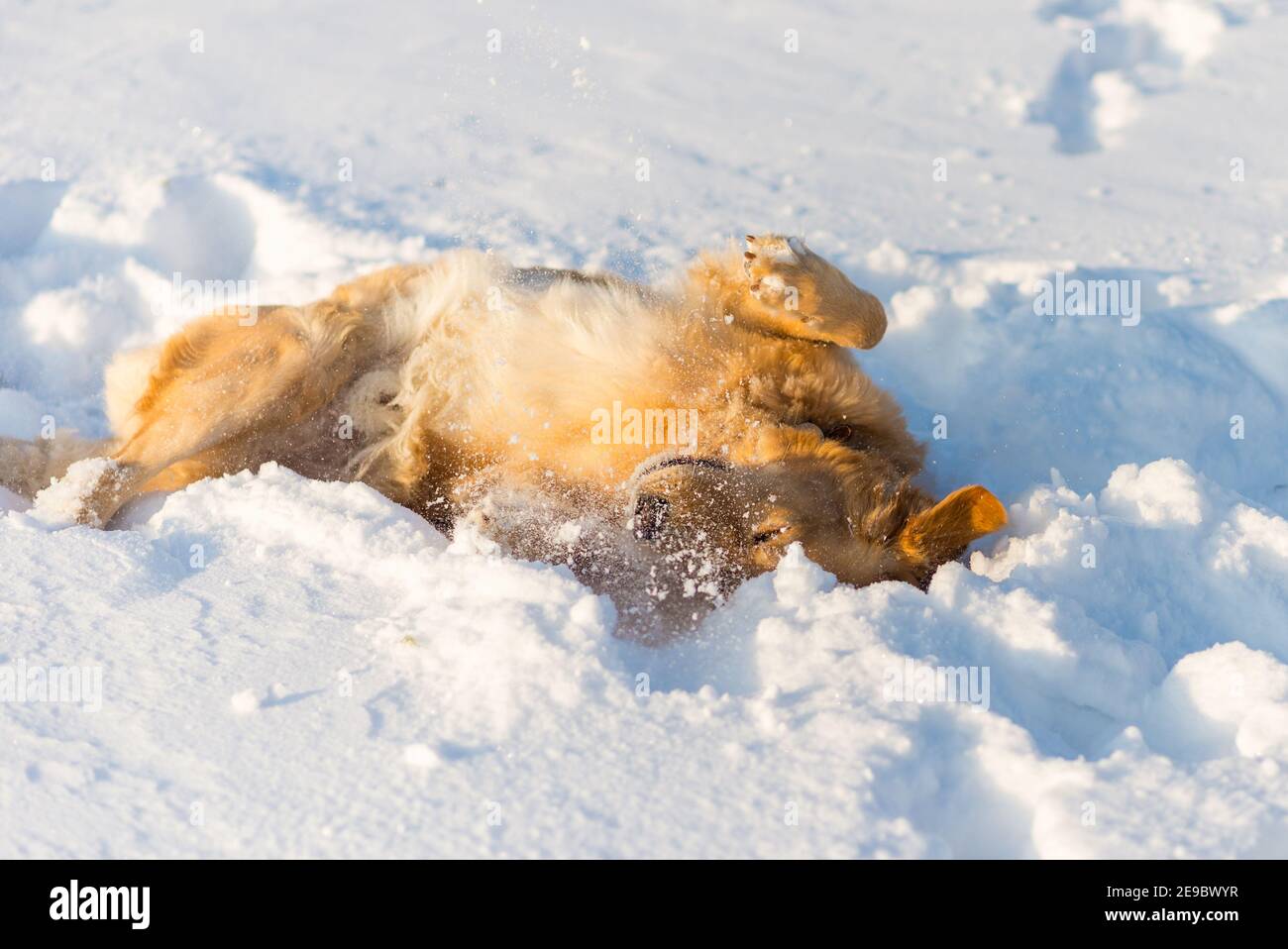 Golden retriever rolling on back hi-res stock photography and images ...