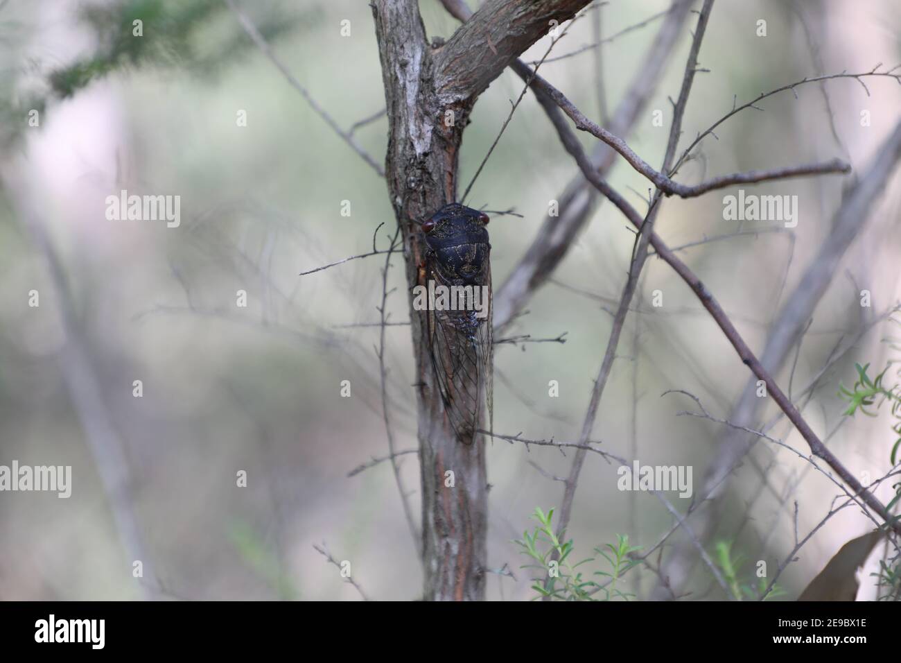 Black prince cicada, part of the species Psaltoda plaga in Field of ...