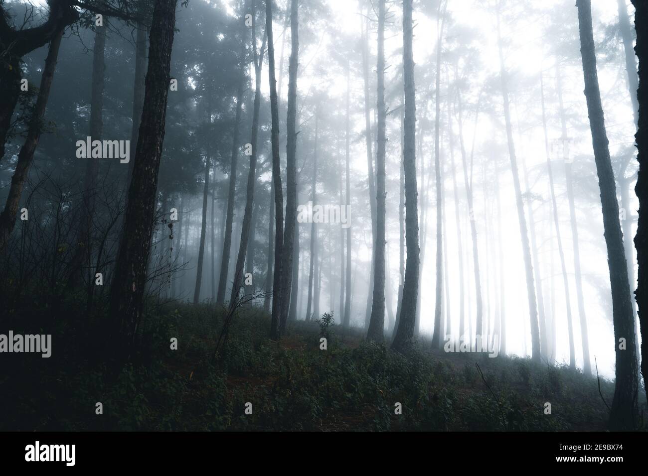 Misty forest,Fog and pine forest in the winter tropical forest,Fog and pine Stock Photo - Alamy