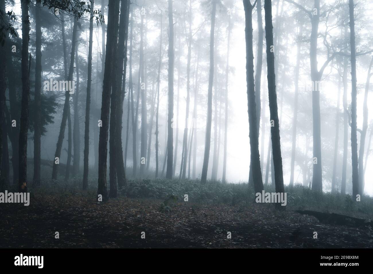 Misty forest,Fog and pine forest in the winter tropical forest,Fog and ...