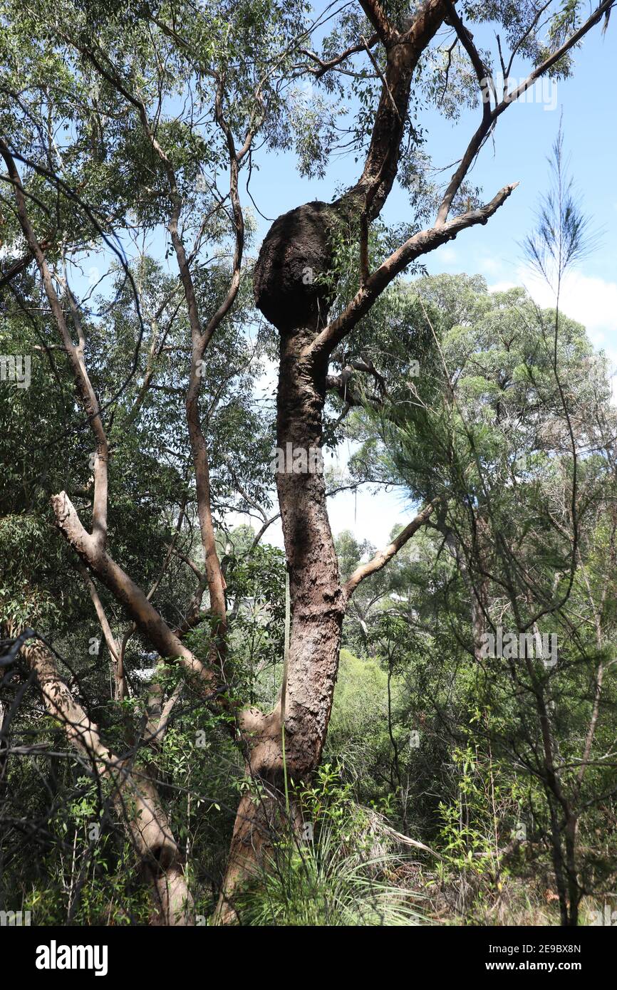 Termite mound in Field of Mars Reserve, Ryde, Sydney, NSW, Australia ...