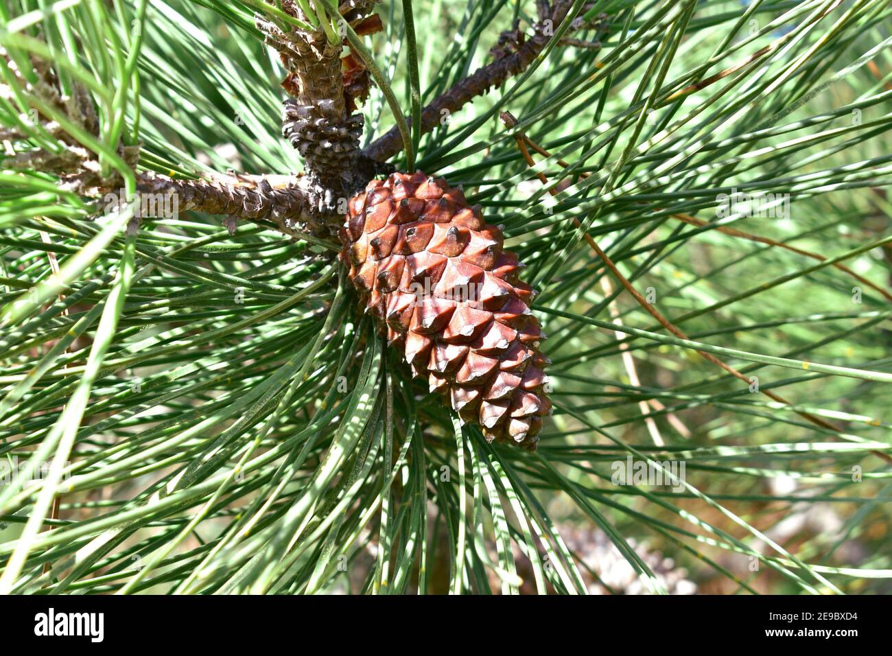 Pine tree background. Pinecone and needles close-up with sunlight Stock ...