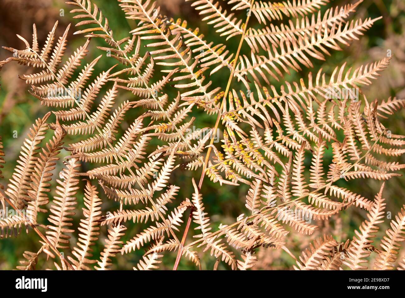 Autumn dry brown fern background. Bracken texture with sun light Stock ...
