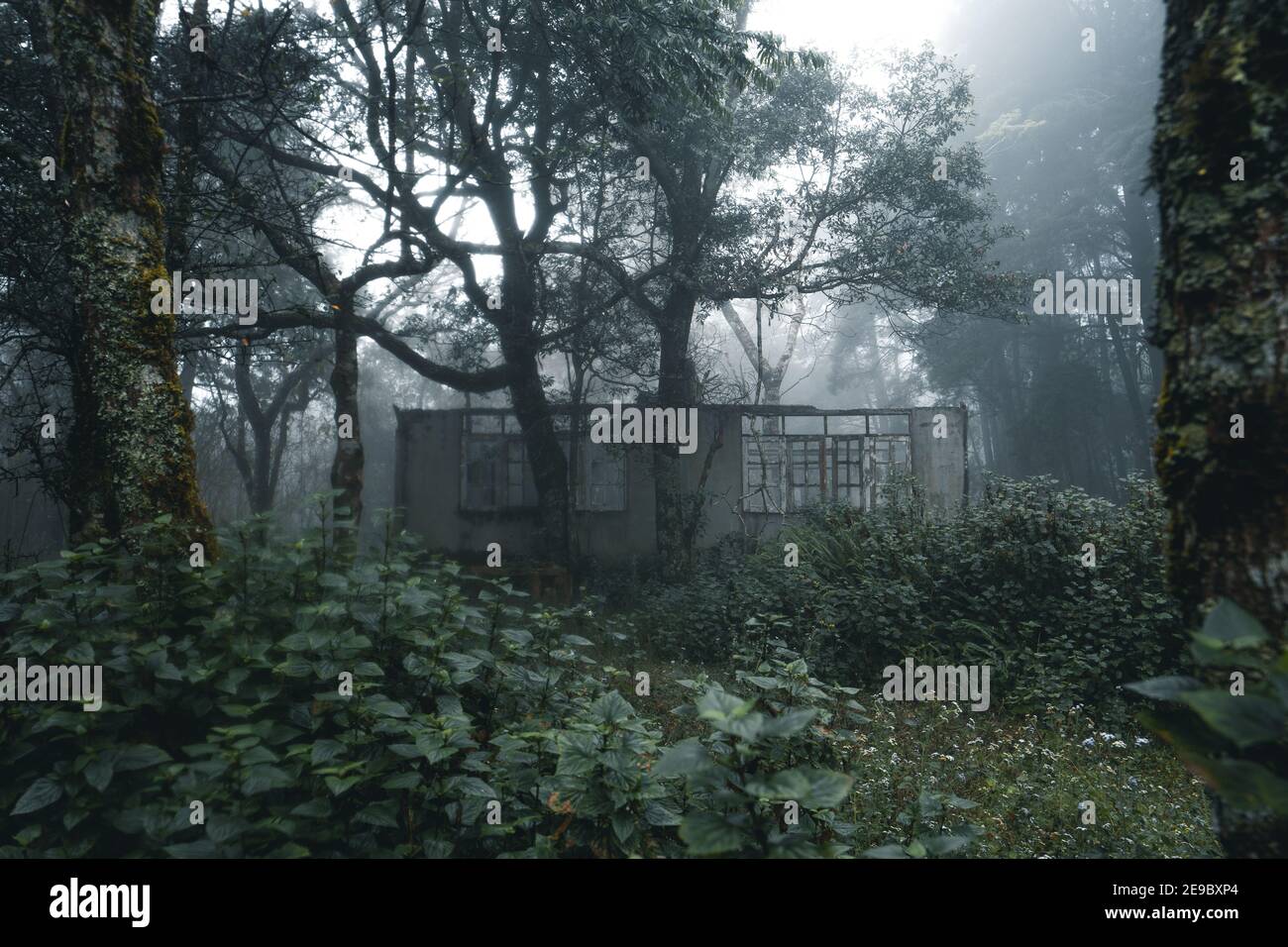 Misty forest,Fog and pine forest in the winter tropical forest,Fog and ...