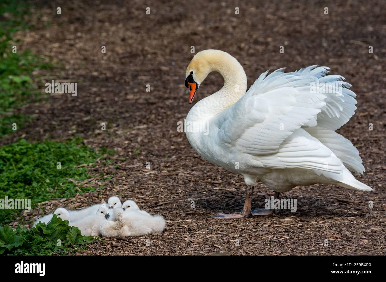 Female swan hi-res stock photography and images - Alamy