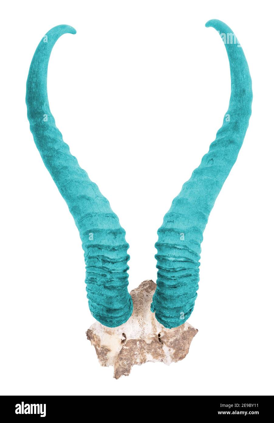 Blue springbok antlers isolated on a white background Stock Photo - Alamy