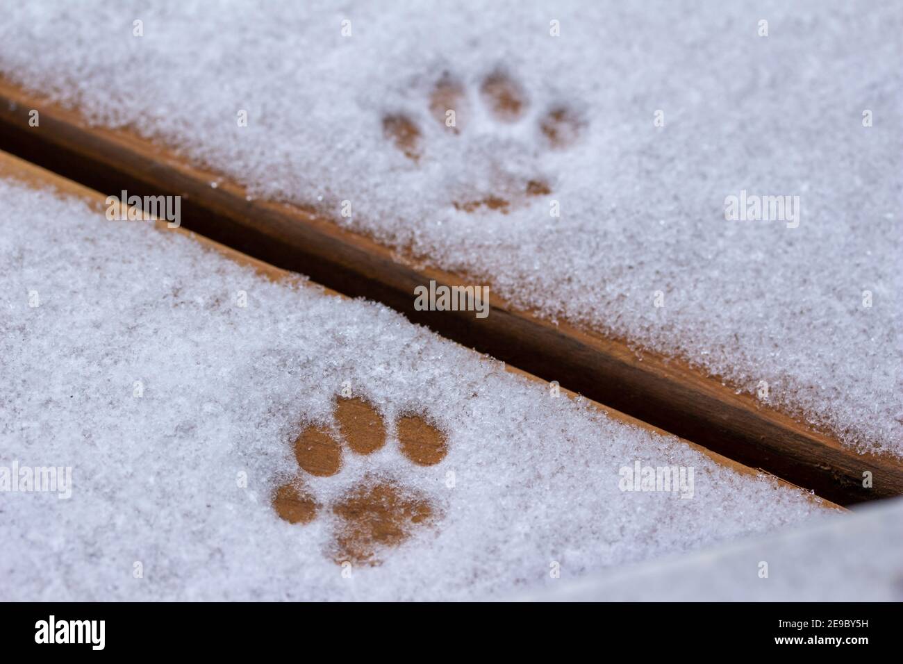 Macro texture background of a domestic cat's paw prints on a snow ...