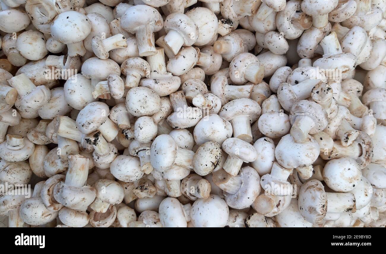 Whole mushrooms hi-res stock photography and images - Alamy