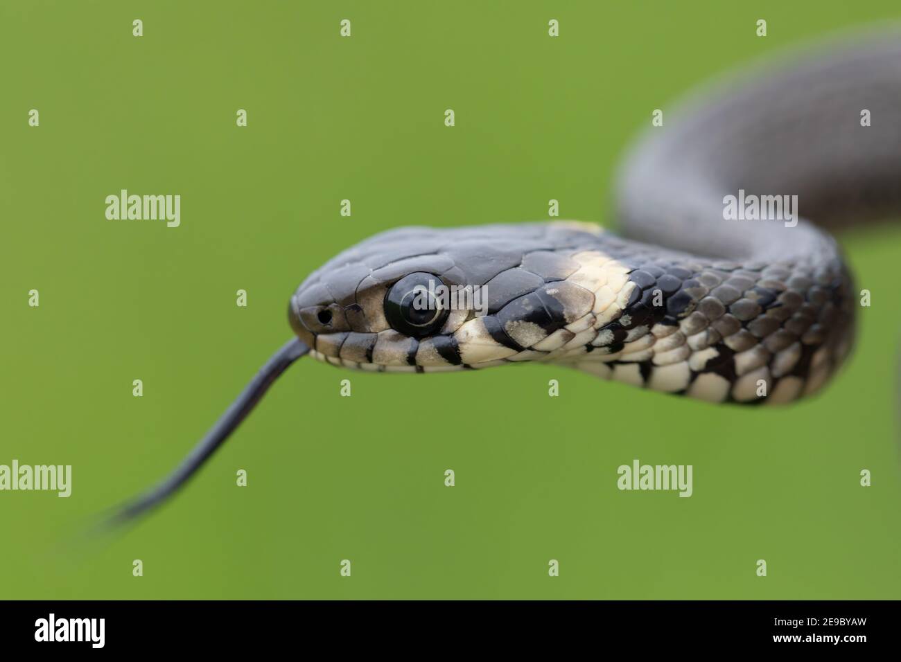 close up of harmless small snake, grass snake, Natrix natrix, european ...