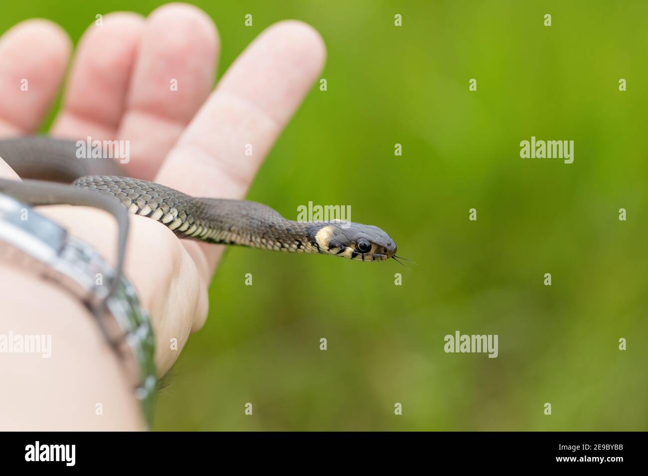 hand catched harmless small snake, grass snake, Natrix natrix, european ...