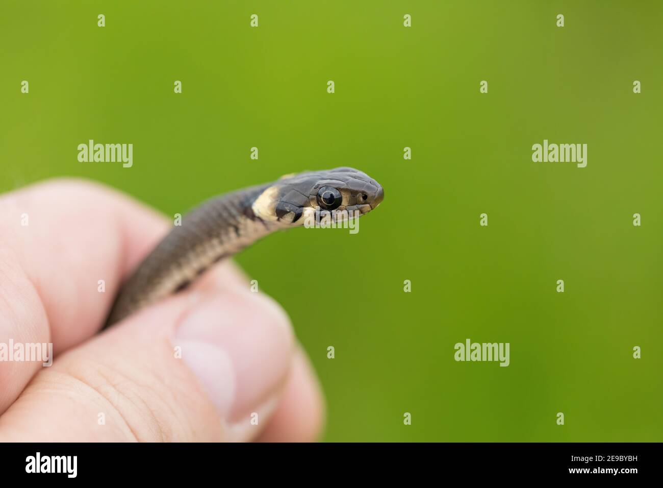 hand catched harmless small snake, grass snake, Natrix natrix, european ...