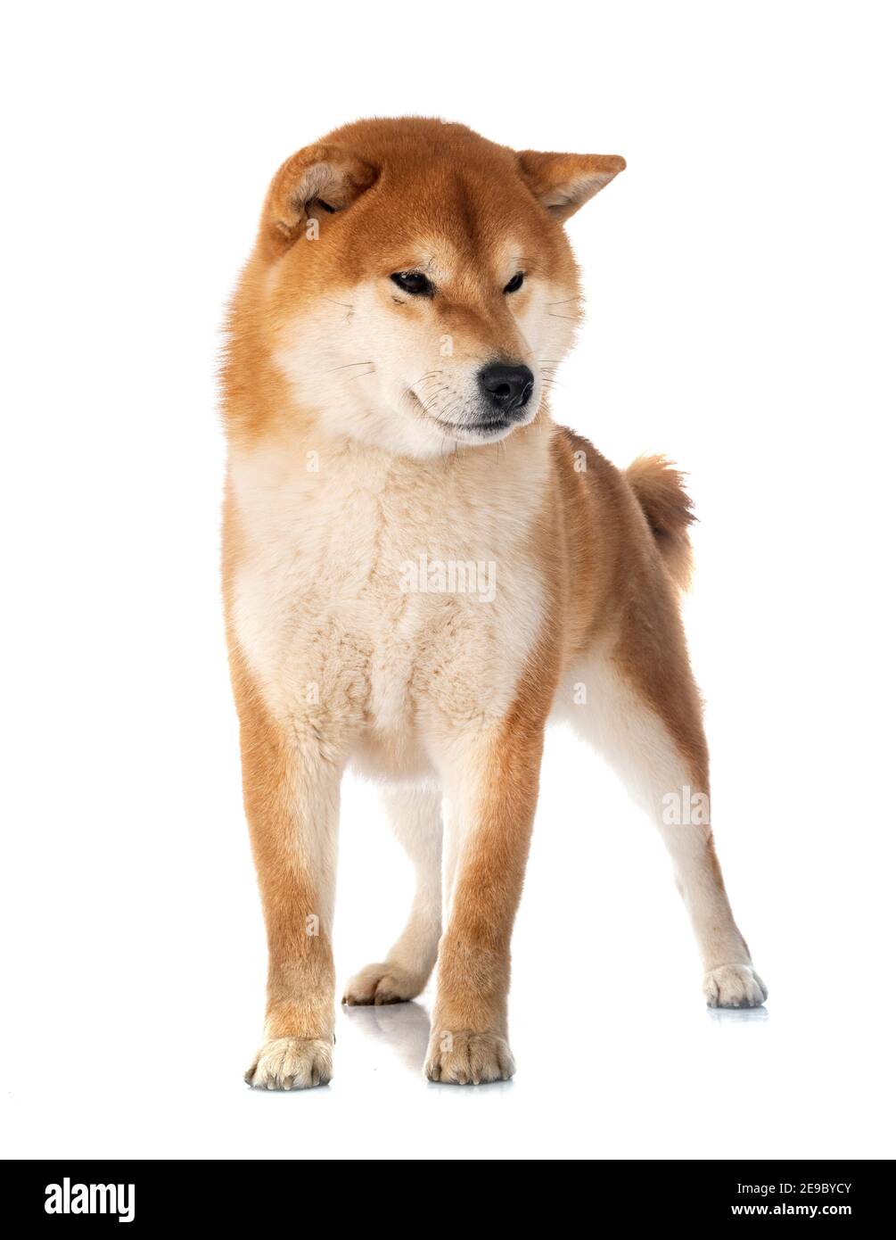 shiba inu in front of white background Stock Photo - Alamy