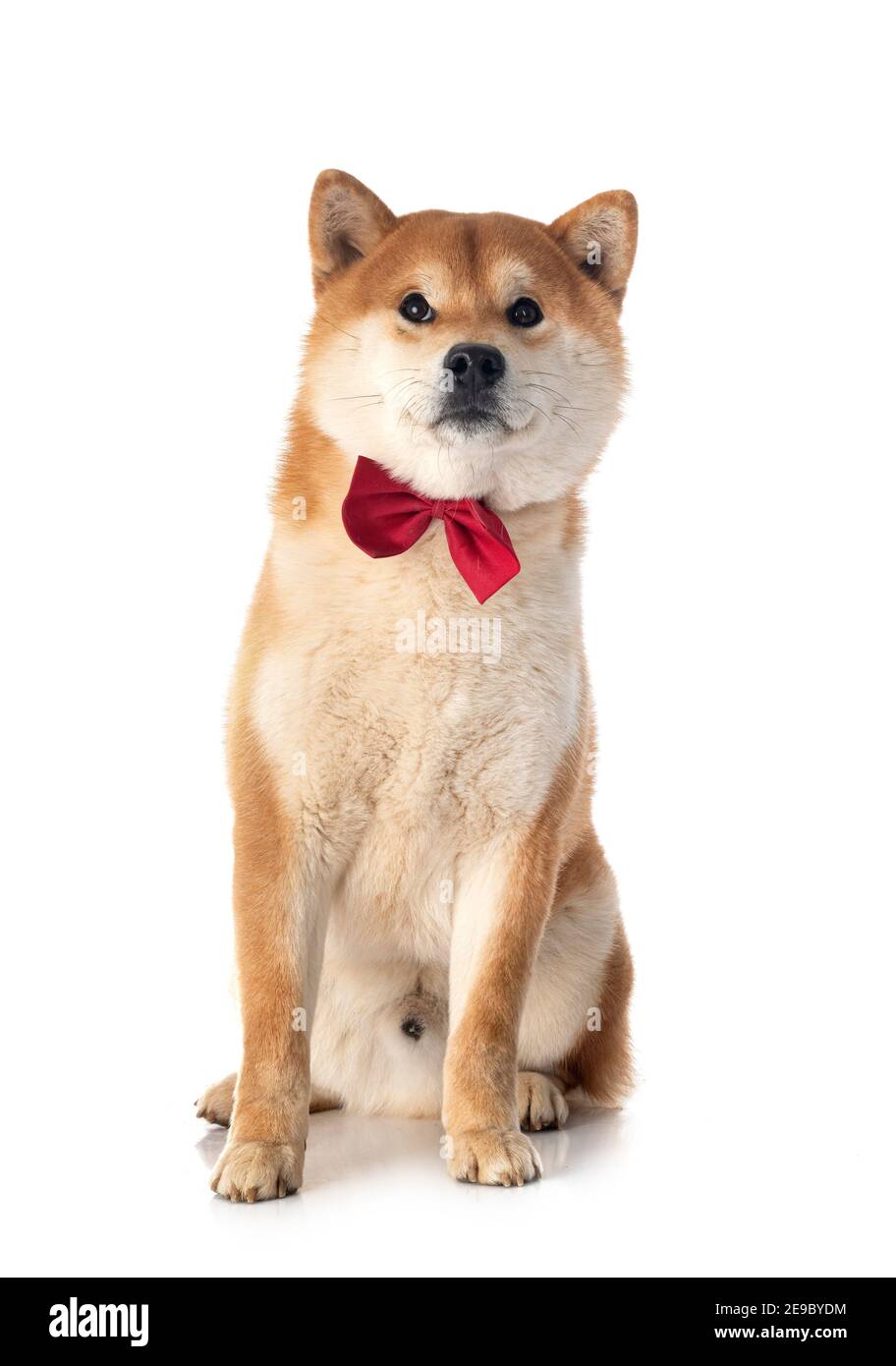 shiba inu in front of white background Stock Photo - Alamy