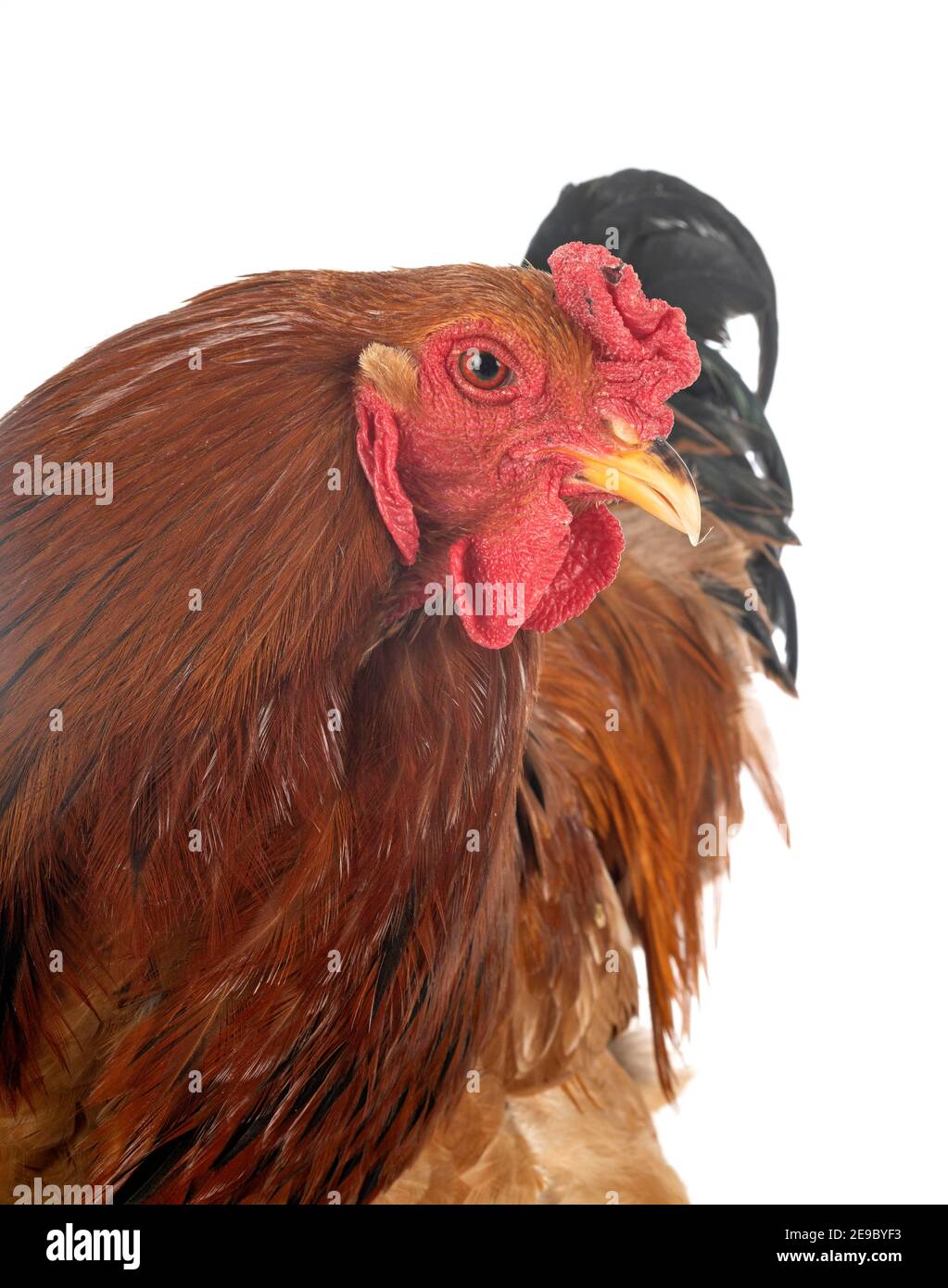brahma chicken in front of white background Stock Photo - Alamy