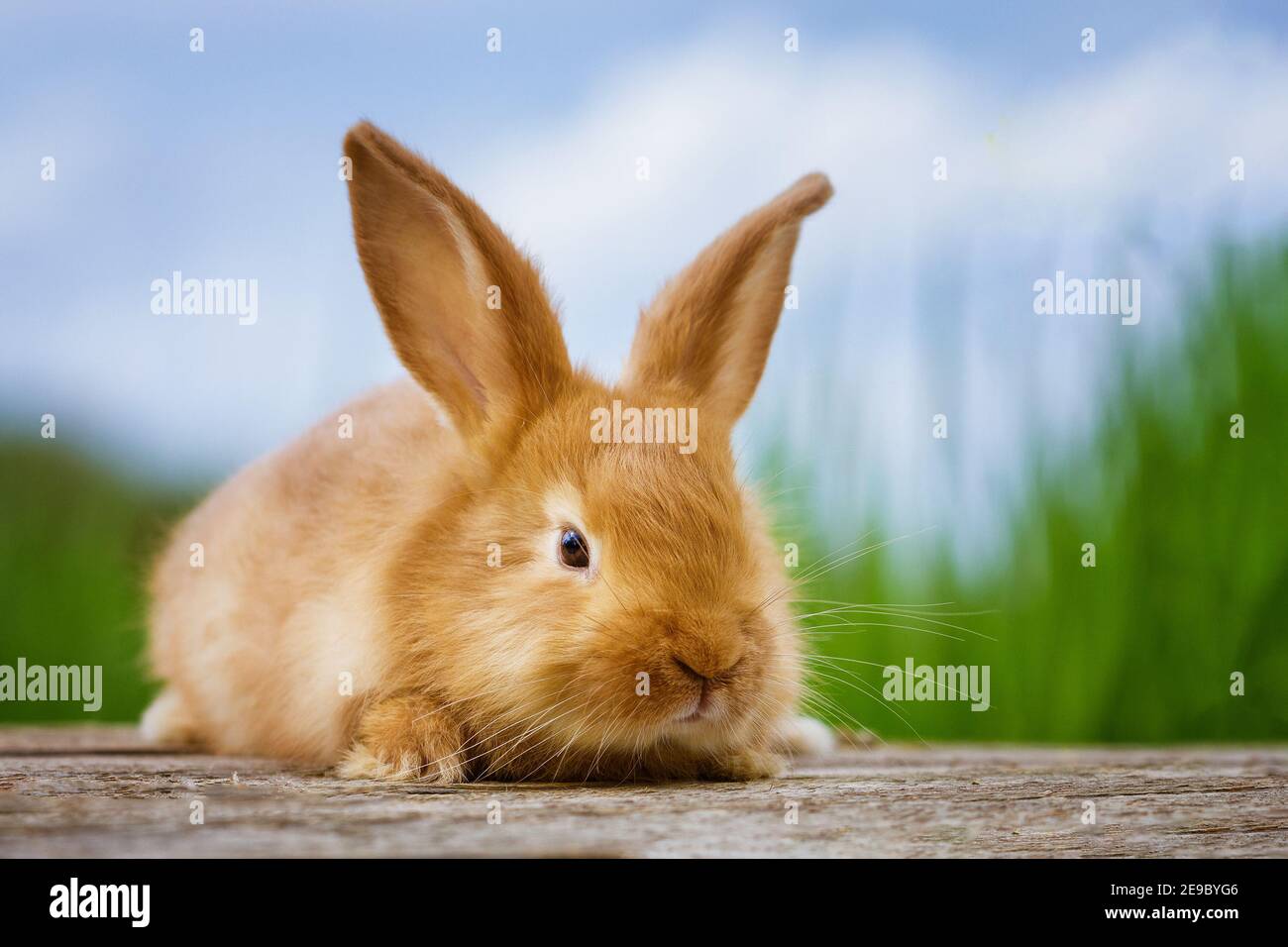 fluffy funny ginger rabbit on a background of green nature Stock Photo ...