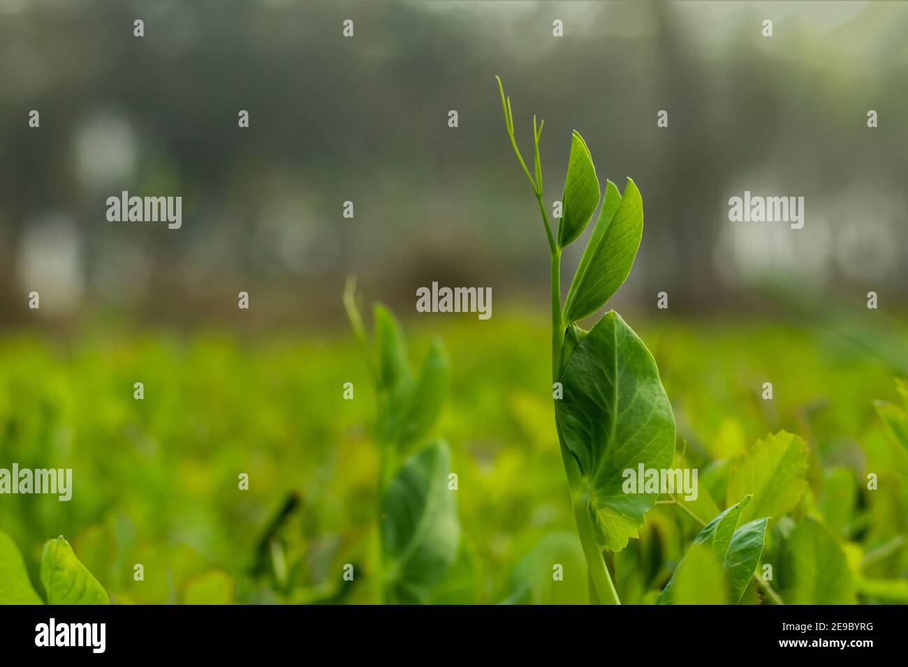 Grass pea or Lathyrus sativus is a legume and the family of Fabaceae ...