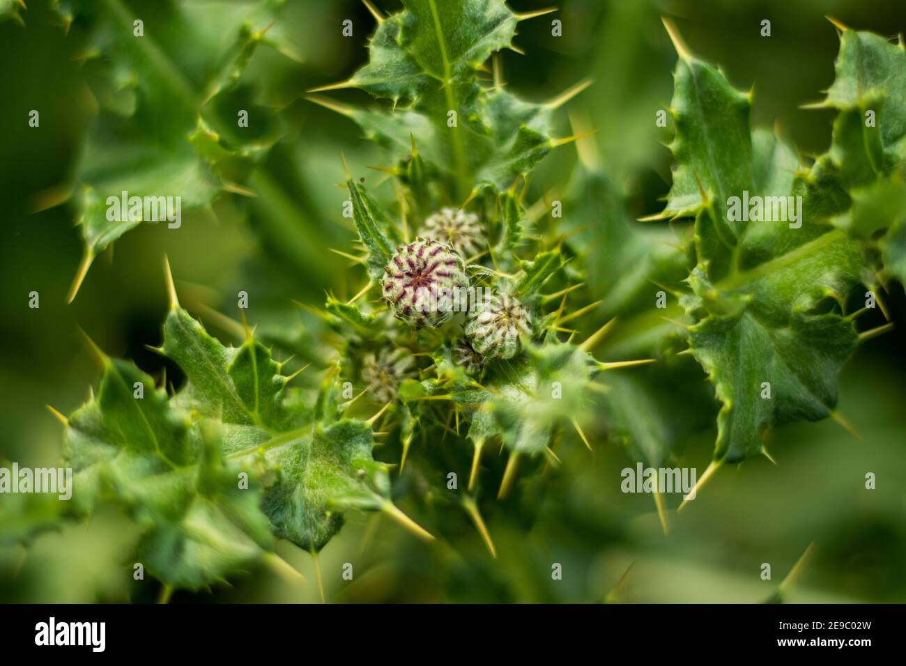 White-spotted Thistle or Creeping Thistle or Cirsium arvense is a ...