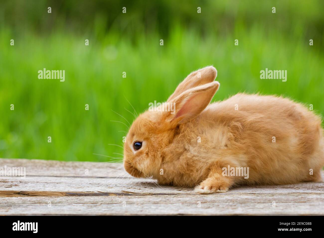 fluffy funny ginger rabbit on a background of green nature Stock Photo ...
