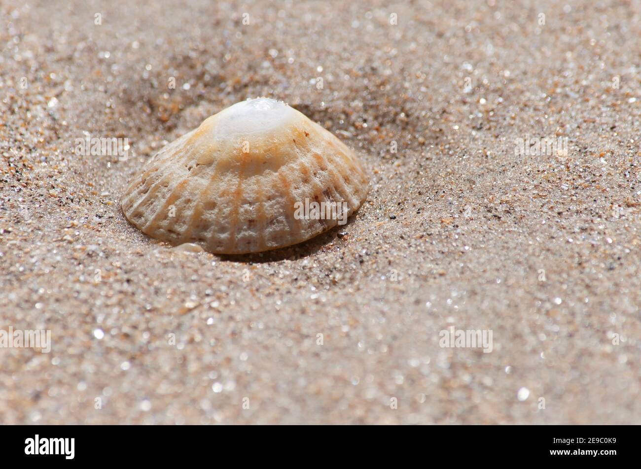 Limpet shell on sand hi-res stock photography and images - Alamy