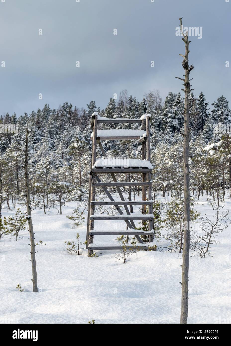 Snowy bog forest after a blizzard, amazing winter wonderland, cold ...