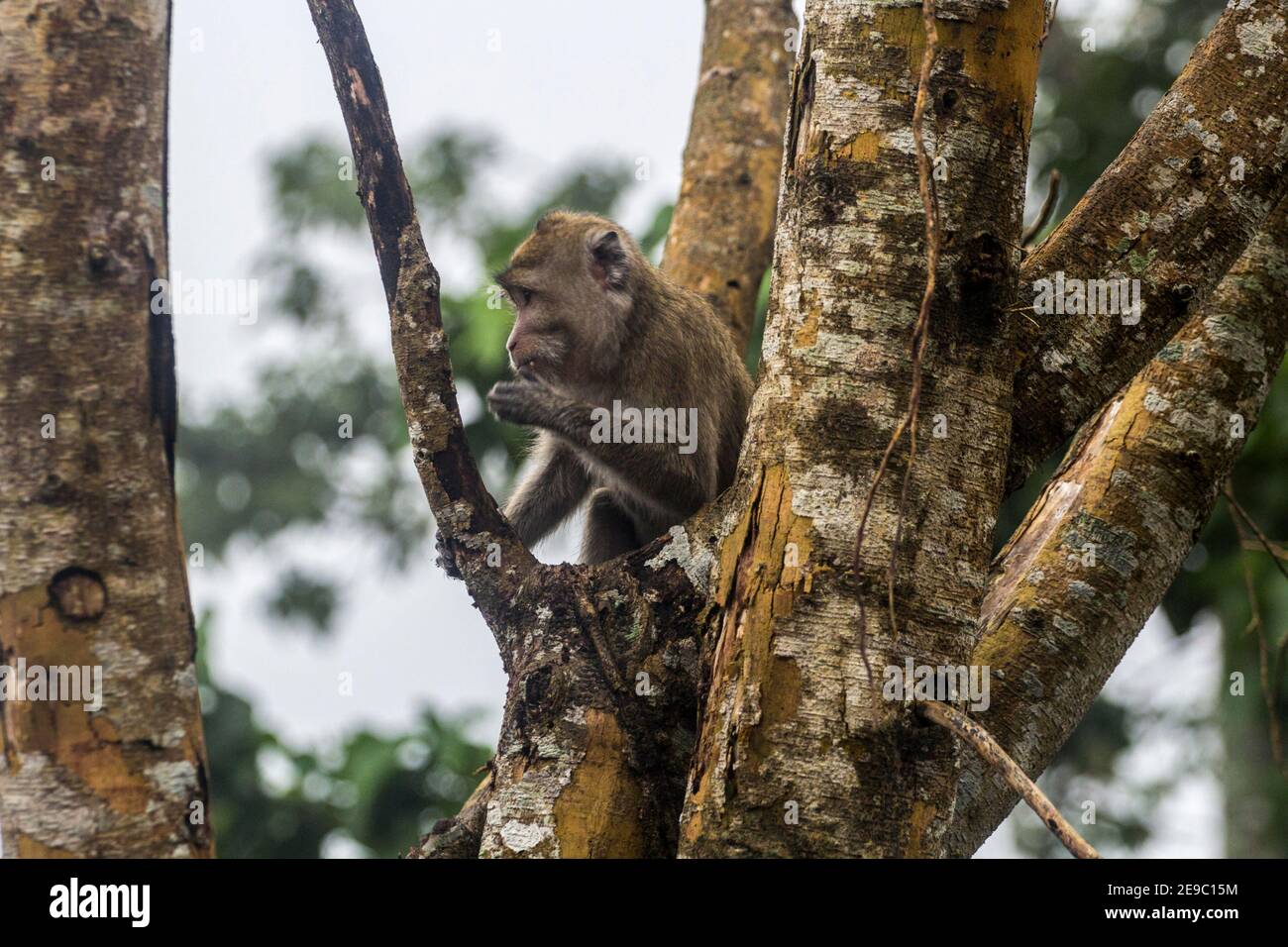 Mount merapi eruption macaque hi-res stock photography and images - Alamy