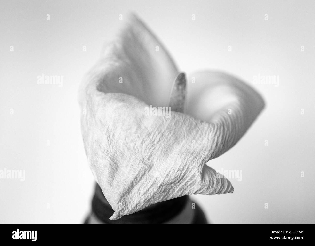 flowered white callus flower fragments, interesting old flower texture ...