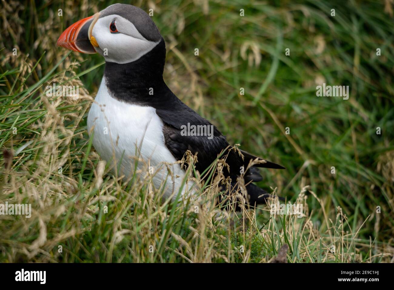 The Atlantic puffin, also known as the common puffin Stock Photo - Alamy