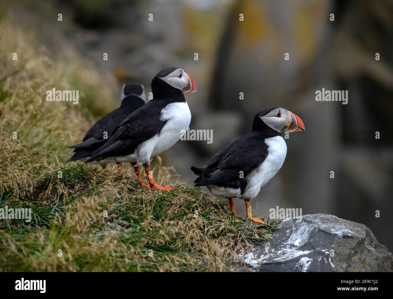 The Atlantic puffin, also known as the common puffin Stock Photo - Alamy