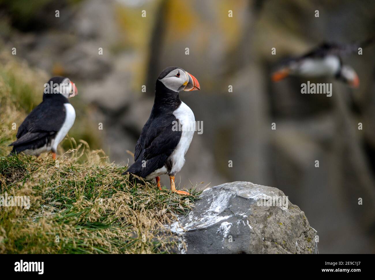The Atlantic puffin, also known as the common puffin Stock Photo - Alamy