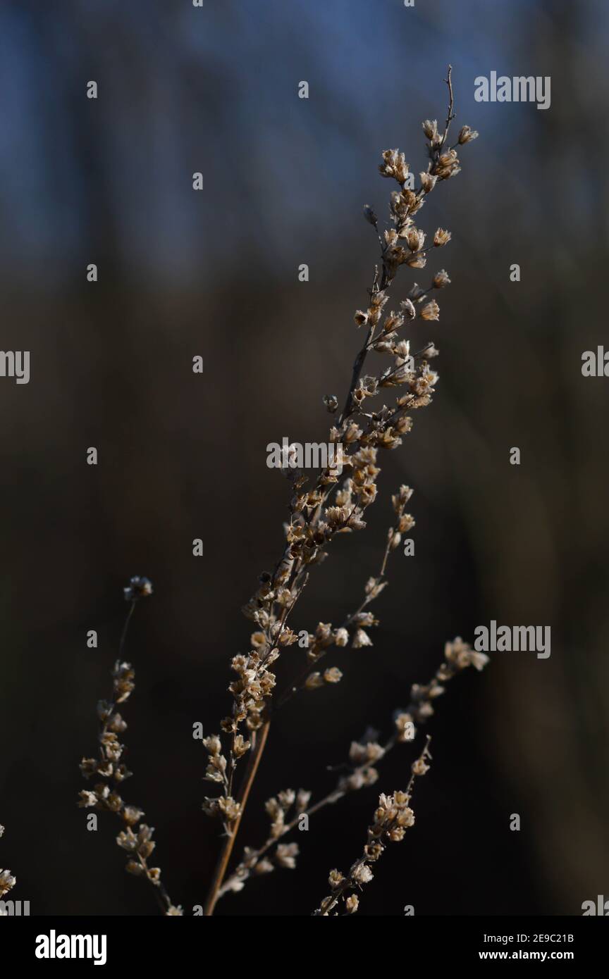 Dry plant in nature. Early spring dry plant Stock Photo - Alamy